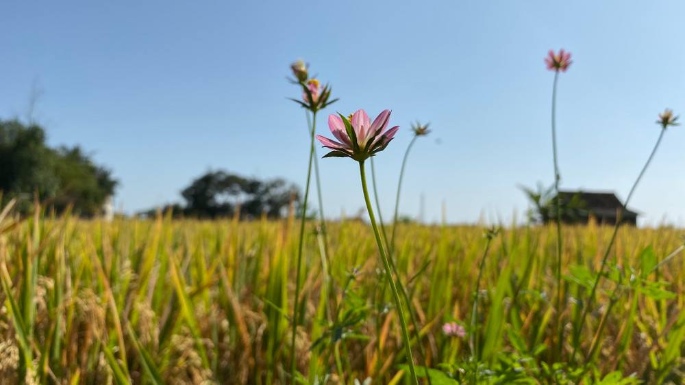 Sunay Yang - Rejoice | LensCulture