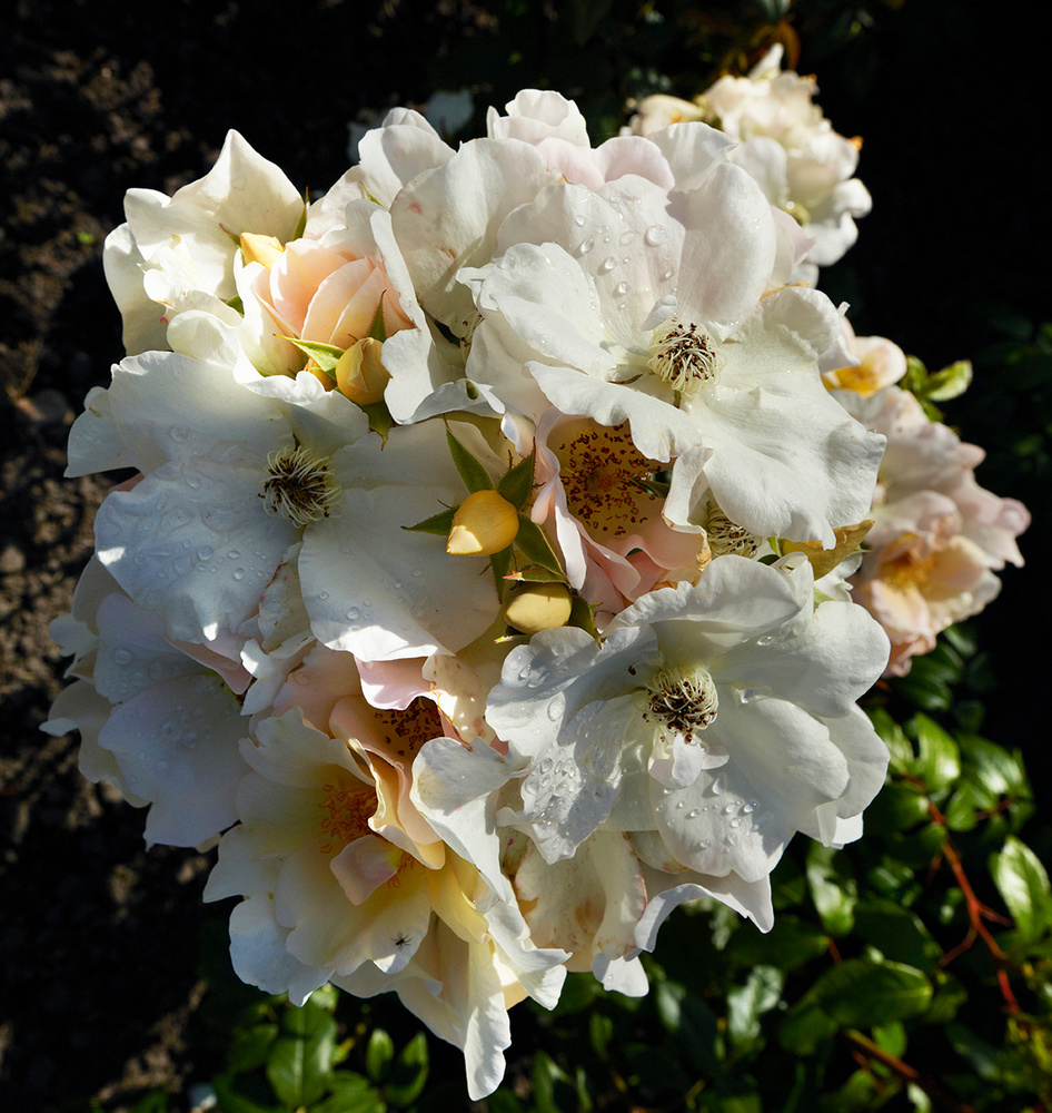 Fred Roest - The famous historic and rare roses of Belle Epoque nursery ...