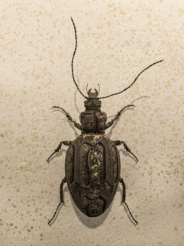 Joost Bolten - Capital Insects | LensCulture