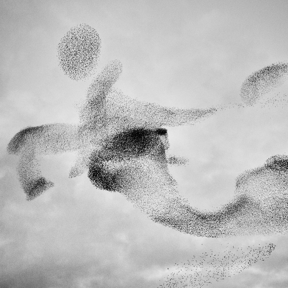 Daniel Dencescu - Murmurations | LensCulture