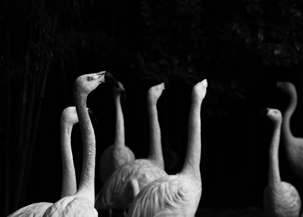 Rachel Hecht - Animal Gaze Through The Lens of a Camera | LensCulture