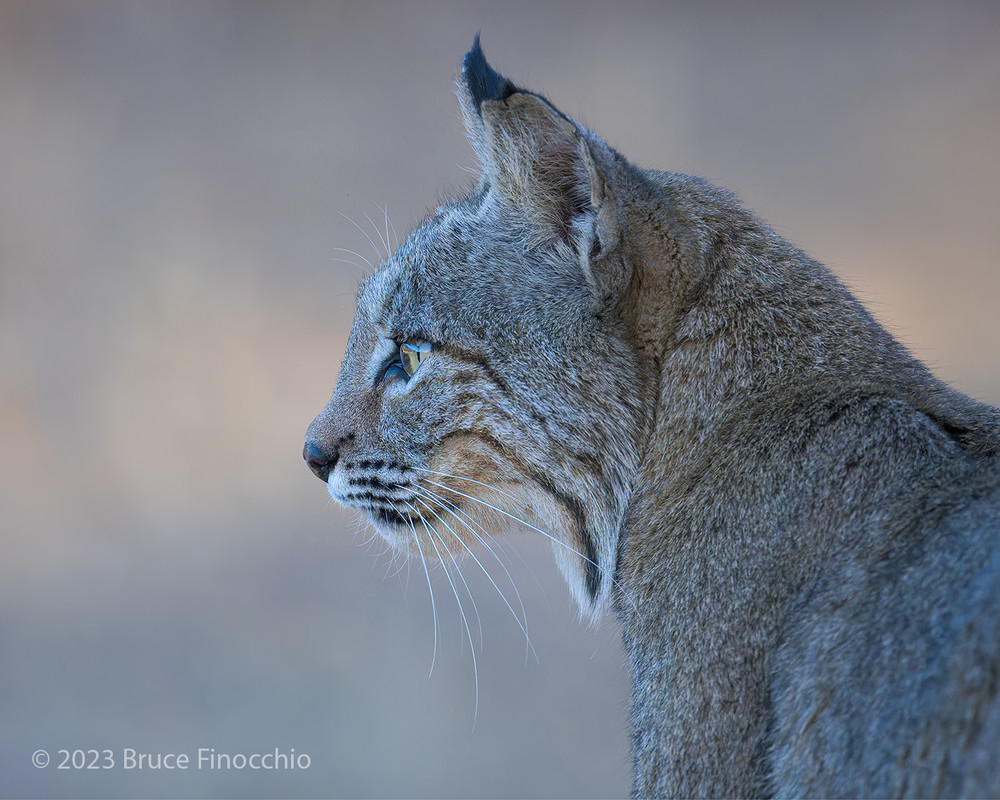 Bruce Finocchio - Encounter with A Wild Bobcat | LensCulture