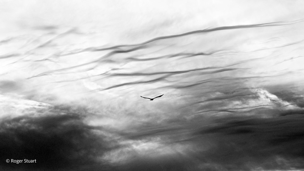 Roger Stuart - Untitled | LensCulture