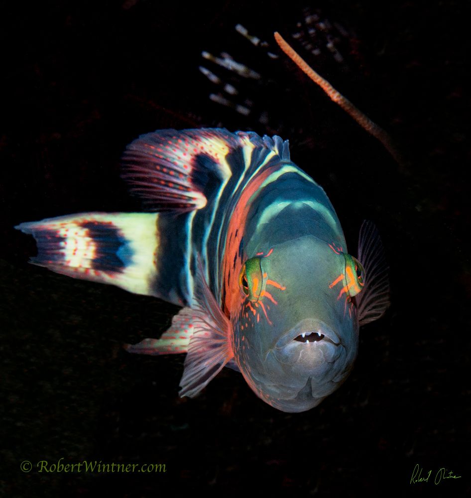 Robert Wintner - Extended Family Portraits | LensCulture