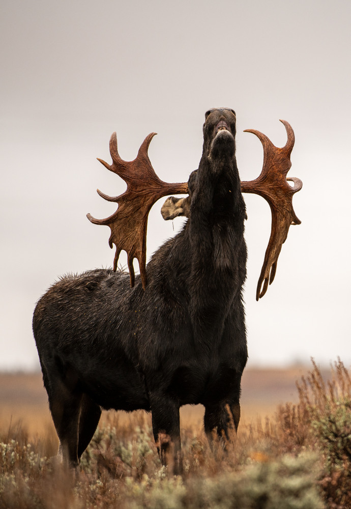 Brian Clopp - Portraits of Wild Moose | LensCulture
