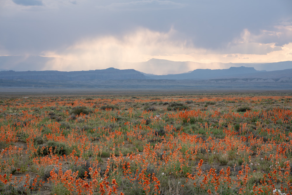 Christopher Gowar - Untitled | LensCulture