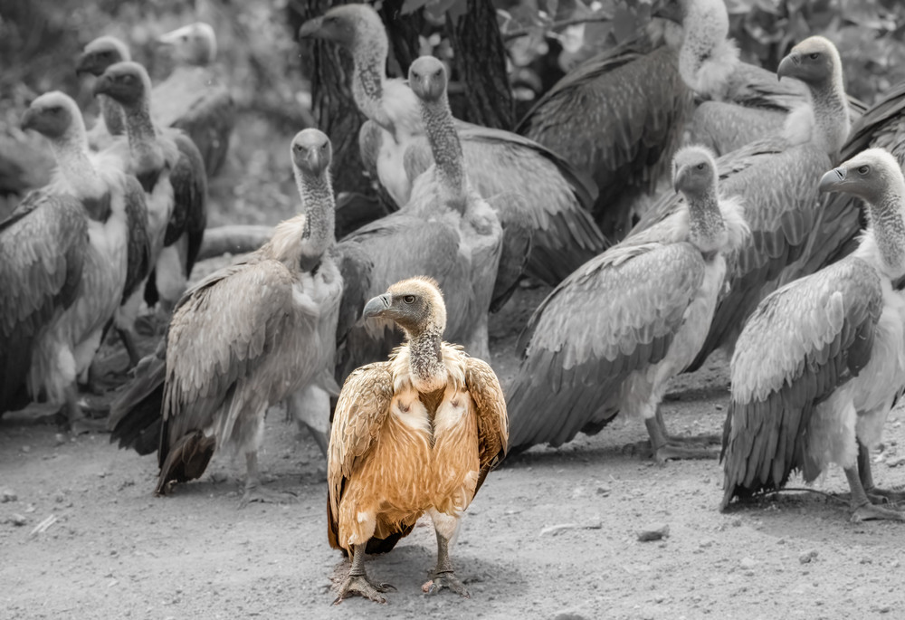 Jeff Beeler - A Little Variety | LensCulture