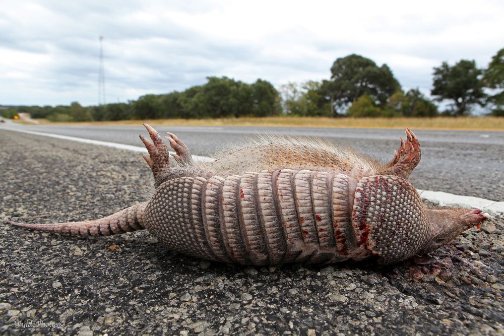 Denise Wylde - Roadkill Across America | LensCulture