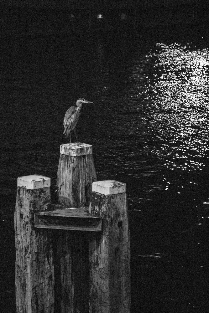 Rixa Lohmann - Encounter at midnight | LensCulture