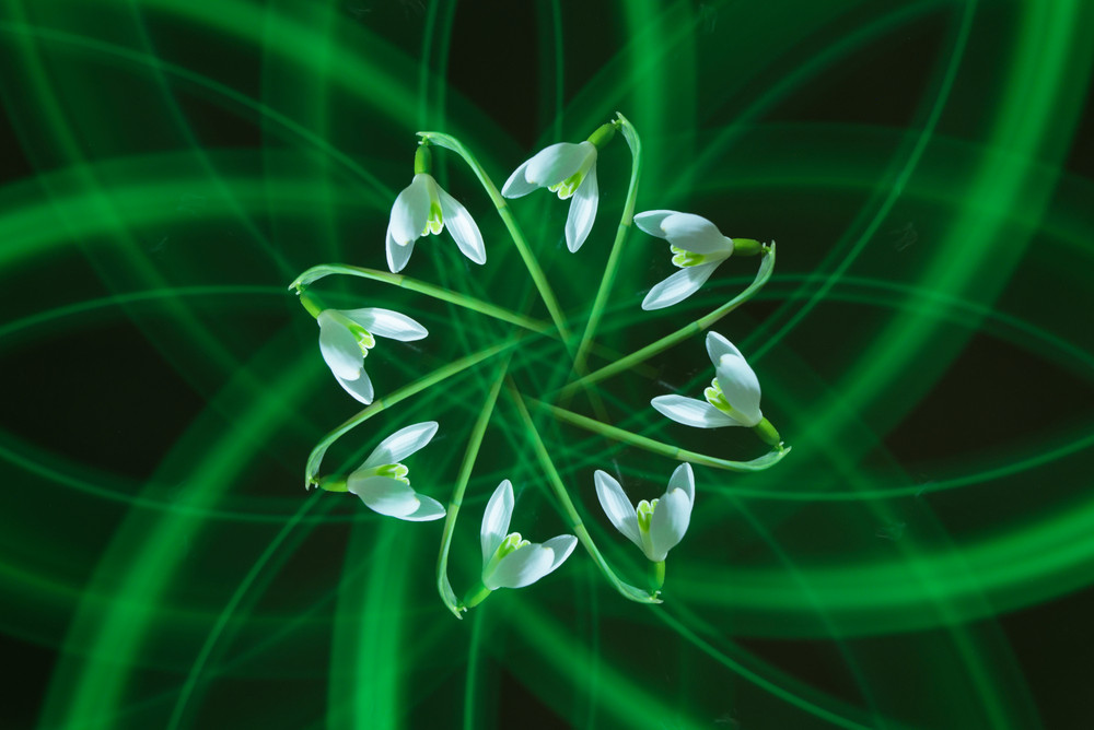 Bruno Kneubuehler - Plant rotation | LensCulture