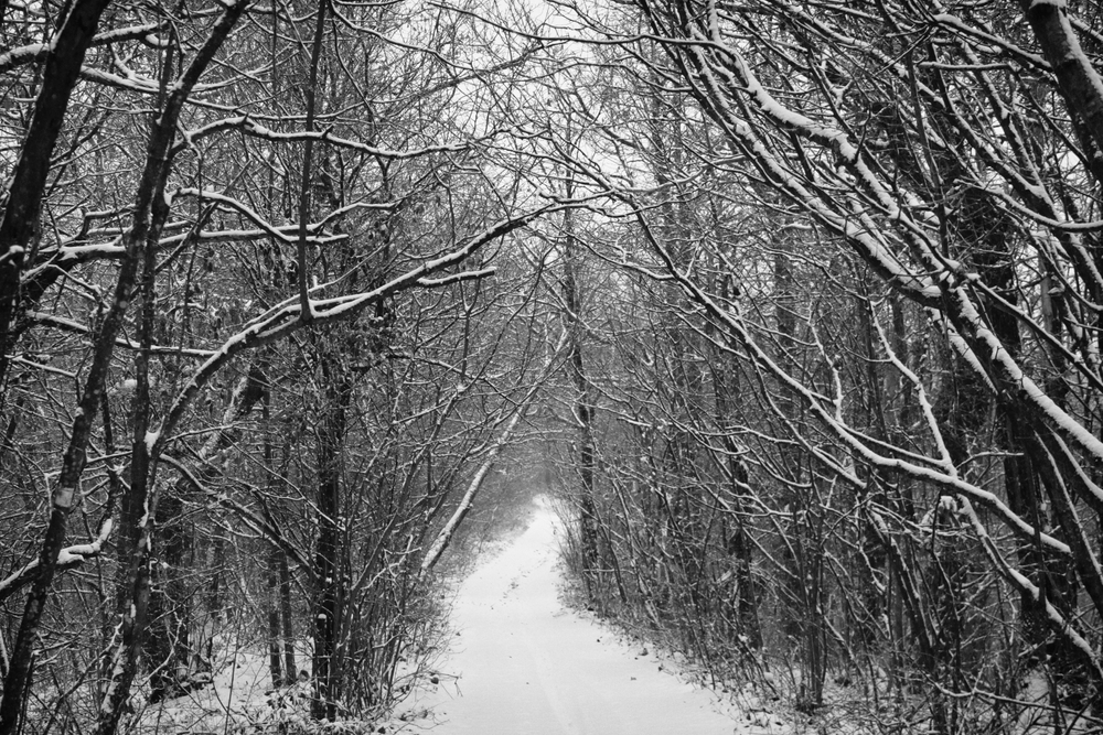 Milla Mariani - HIDDEN FOREST | LensCulture