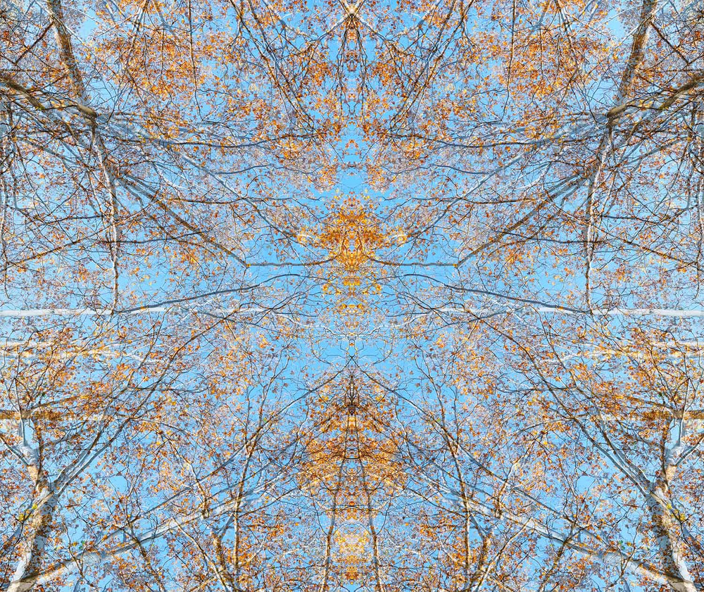 Andrew Prokos - Sylvan Landscapes | LensCulture
