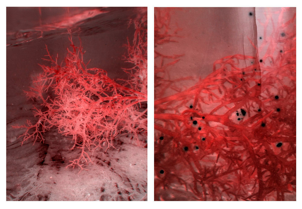 Arrayah Loynd - Pain always finds the surface - full series, Vol. I ...