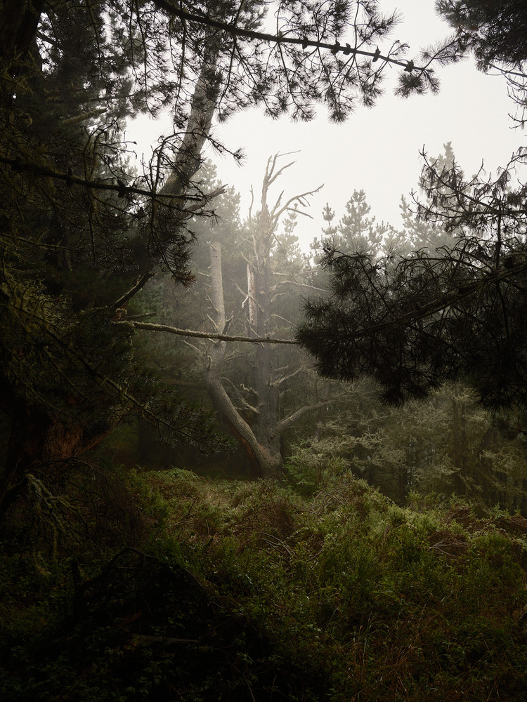 Sam Haligman - Point Reyes | LensCulture