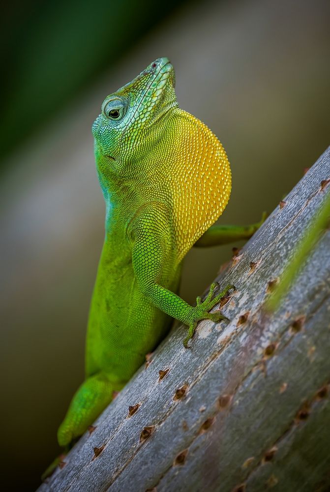Olivier Louguet - French guyana reptiles | LensCulture