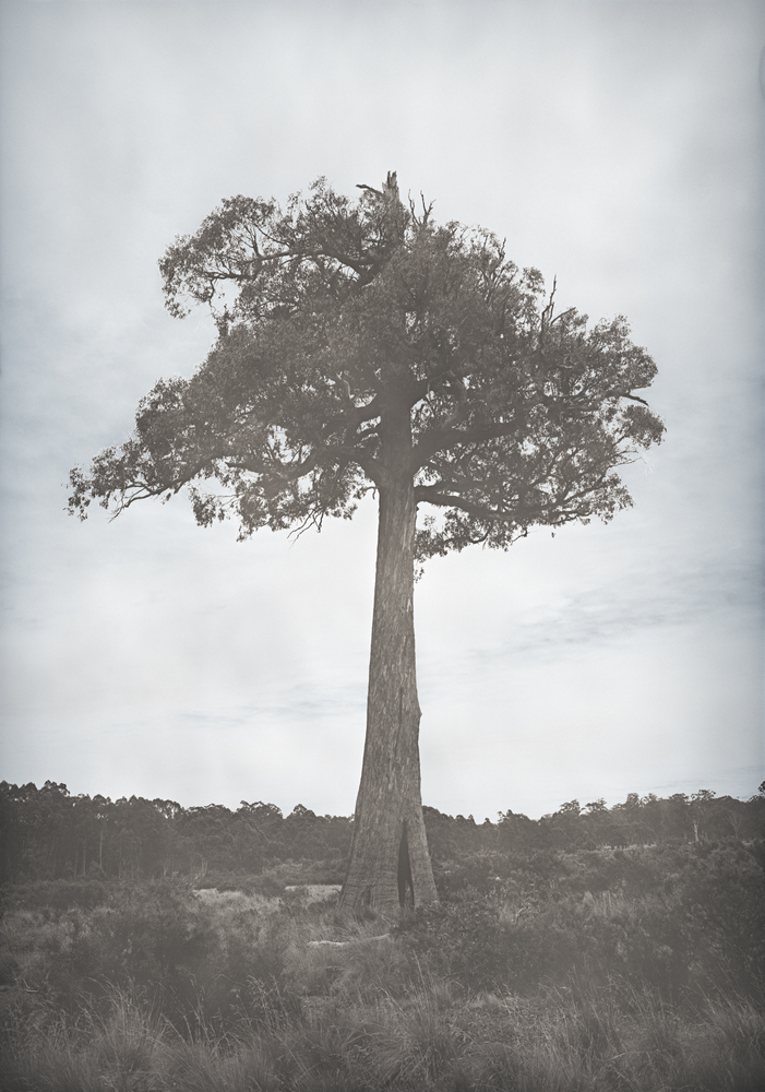 Survivors - LensCulture