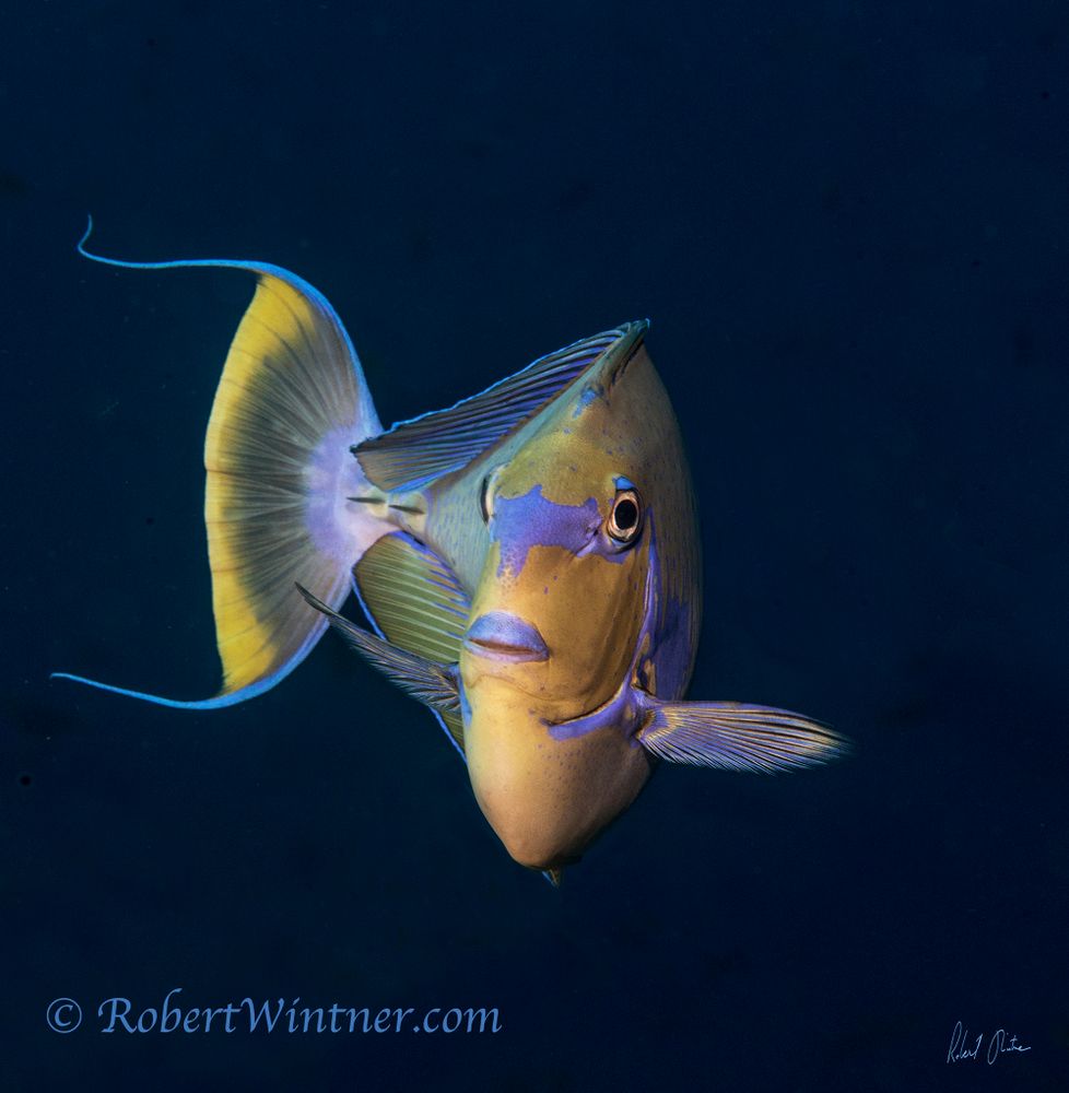 Robert Wintner - Extended Family Portraits | LensCulture