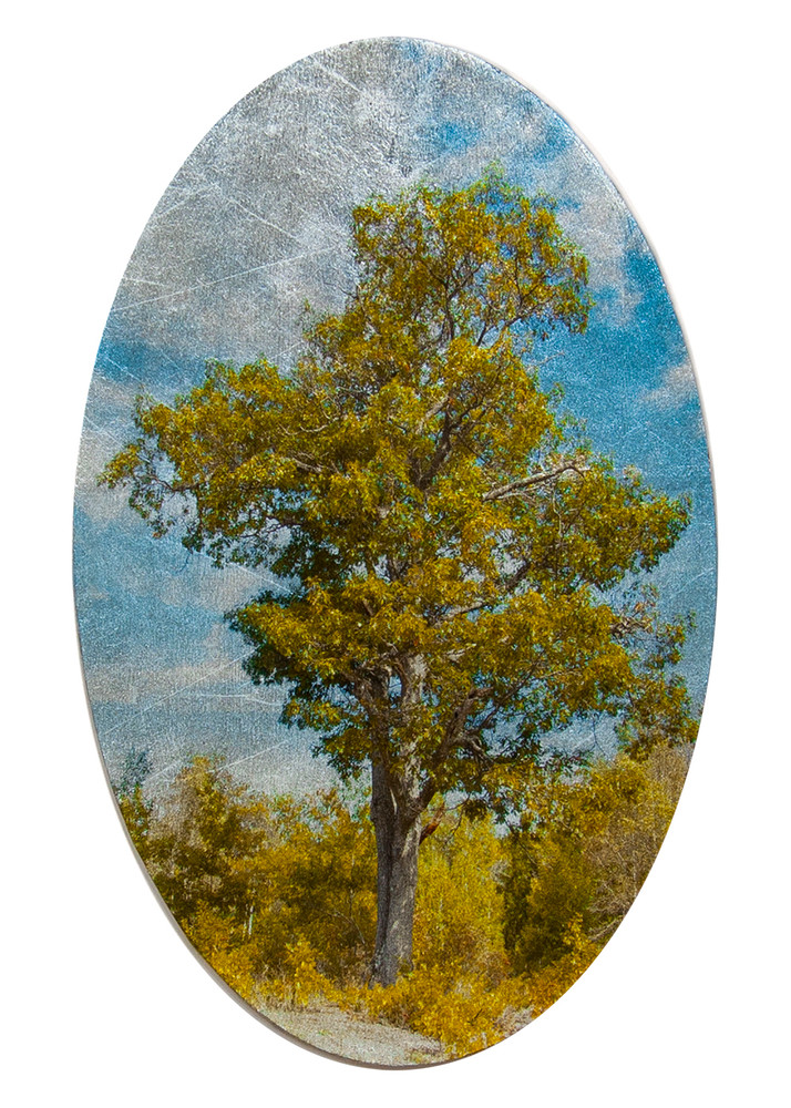 Nicola Woods - Shimmering Tree Portraits | LensCulture