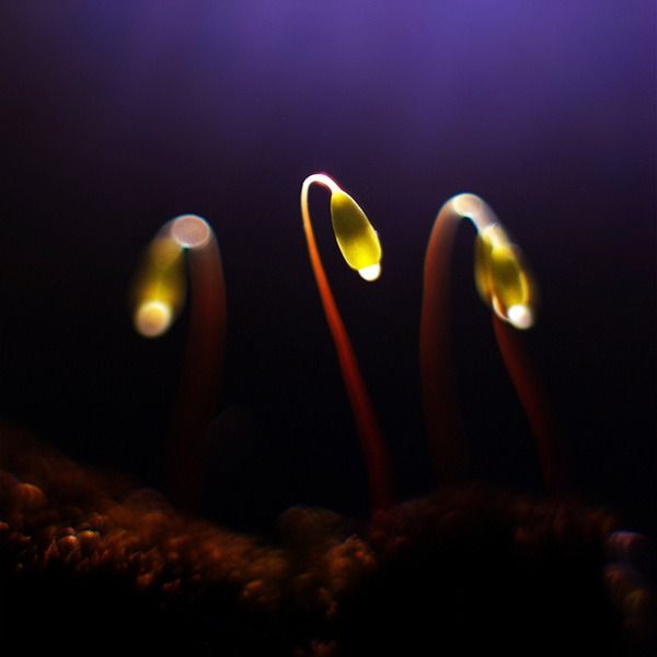 Mylene Bressan - Muscinale | LensCulture