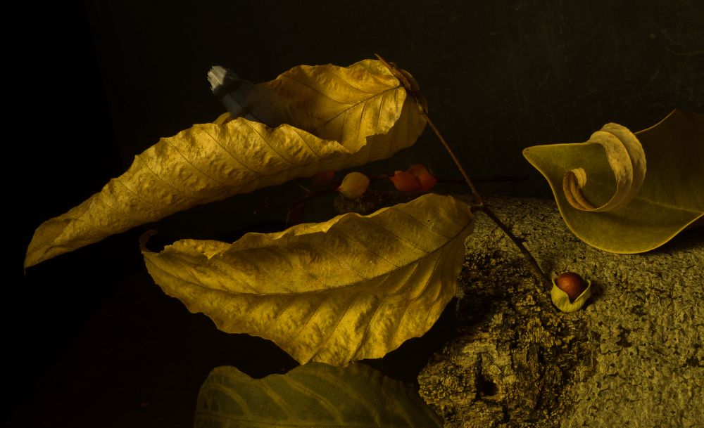 allan markman - From the Ground Up — Still life photography of Allan Ma ...