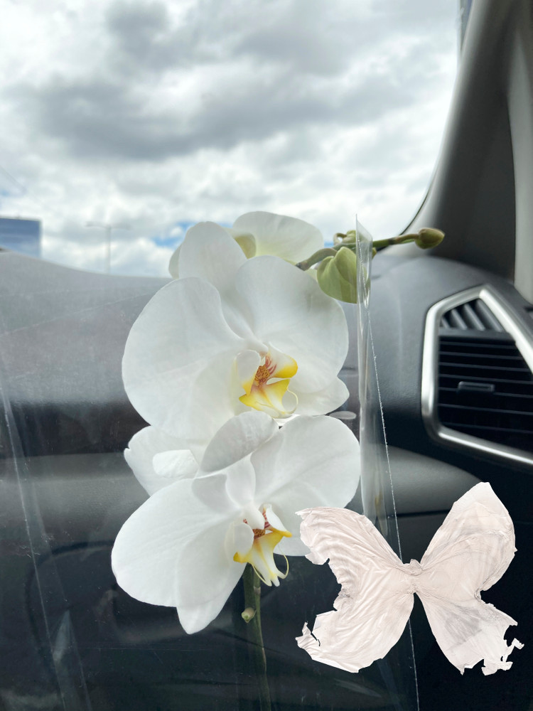 Alan de la Rosa - Metamorfosis | LensCulture