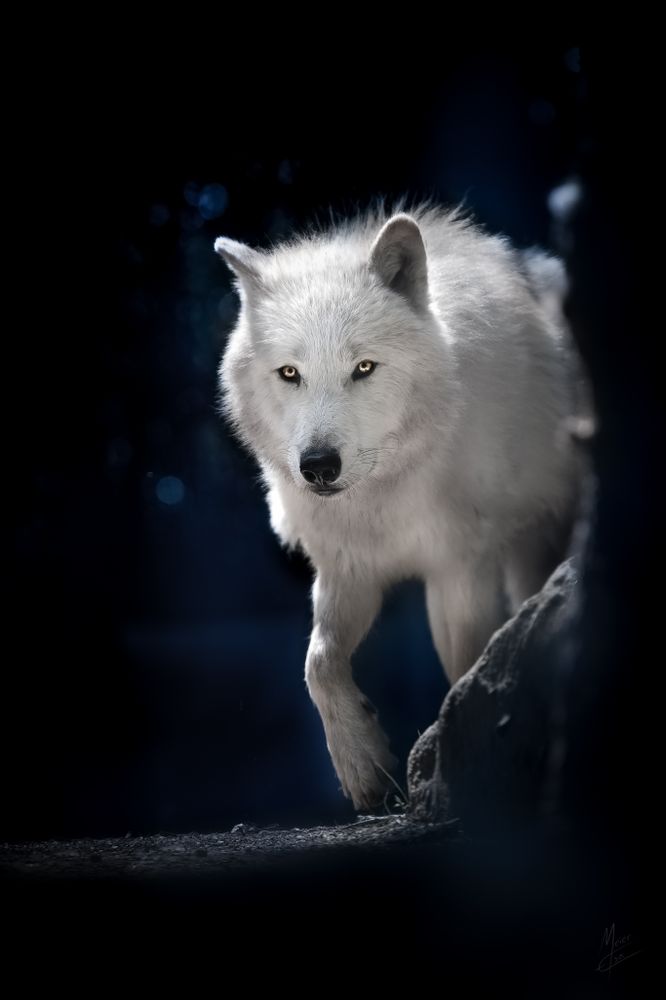 Elsa MEIER - Submission - Série Arctic Blue | LensCulture