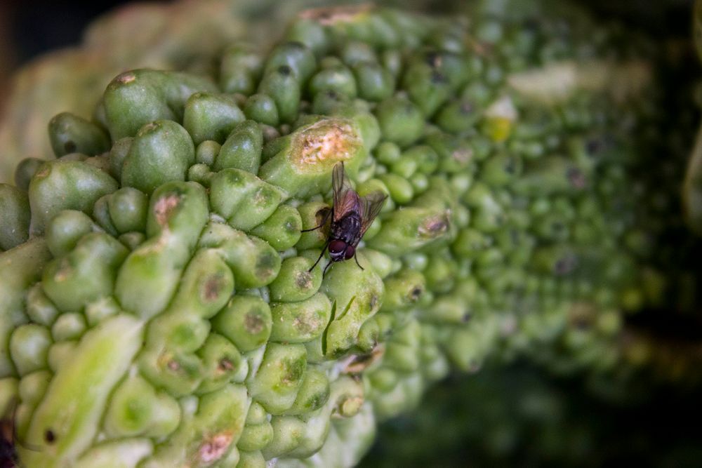 Haya Faruqui - Fruit Predators | LensCulture
