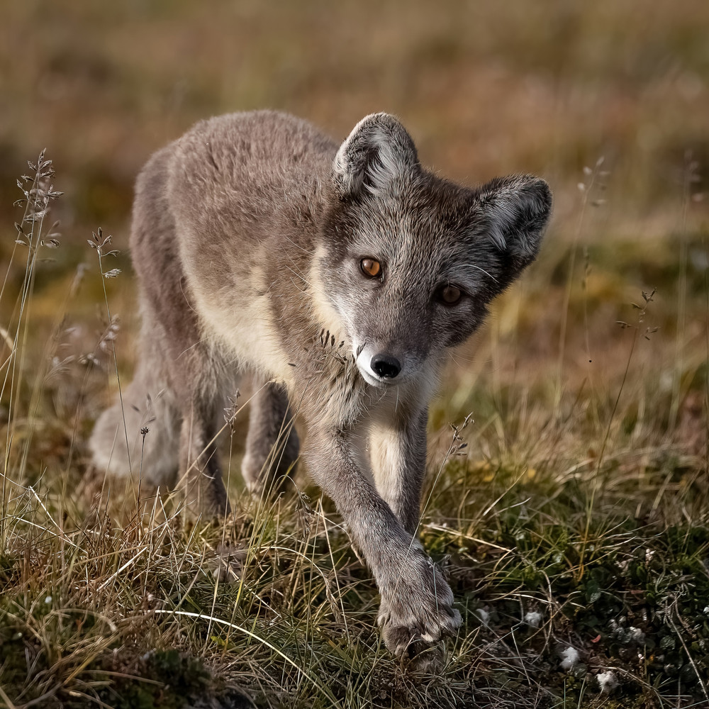 David Lerch - "Eye to eye - a year among arctic foxes" | LensCulture