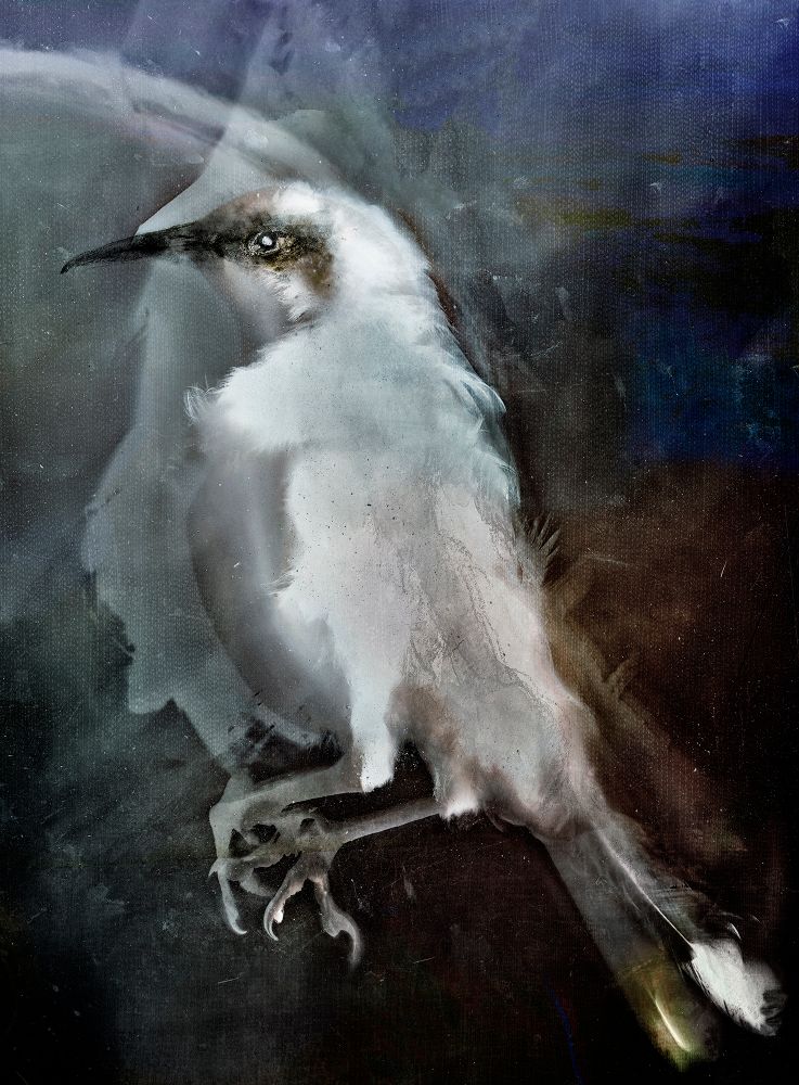 Judith Crispin - The Dingo's Noctuary | LensCulture