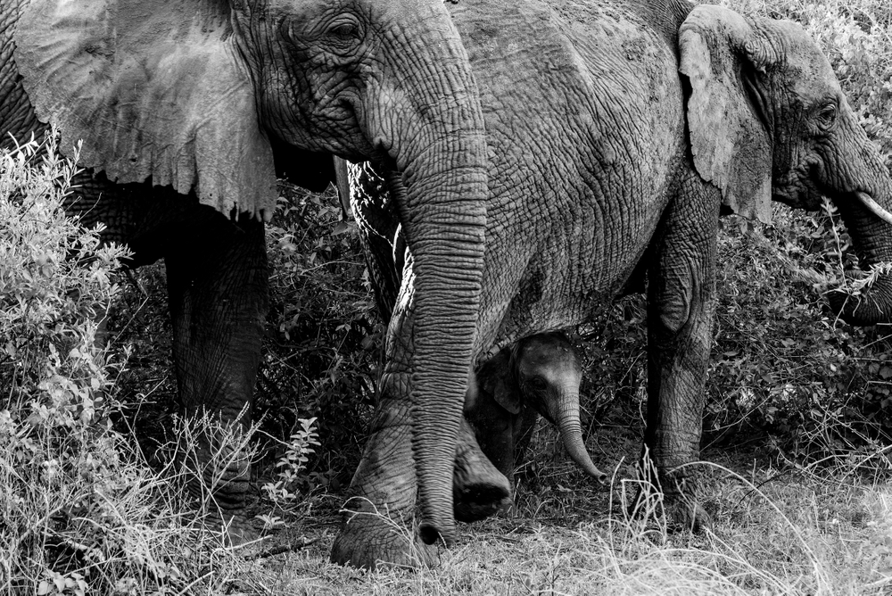 Maria Rodionova - Animal Portraits | LensCulture