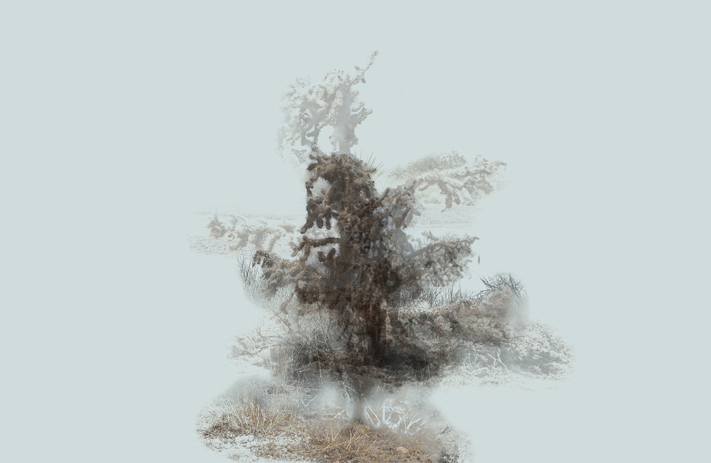 Stephen Braun - American Tree Portraits 2021 | LensCulture