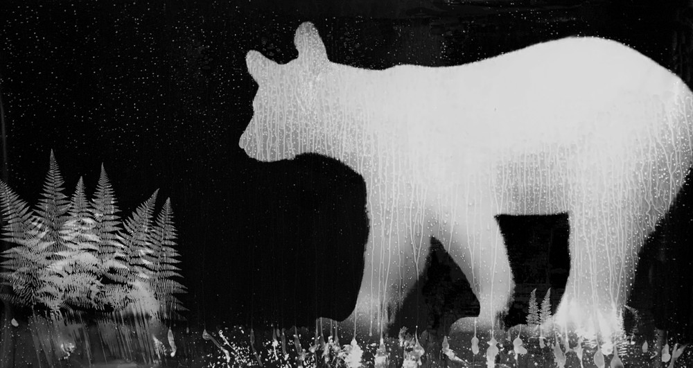 Zana Briski - Animalograms: Photograms of Animals Made in the Wild ...