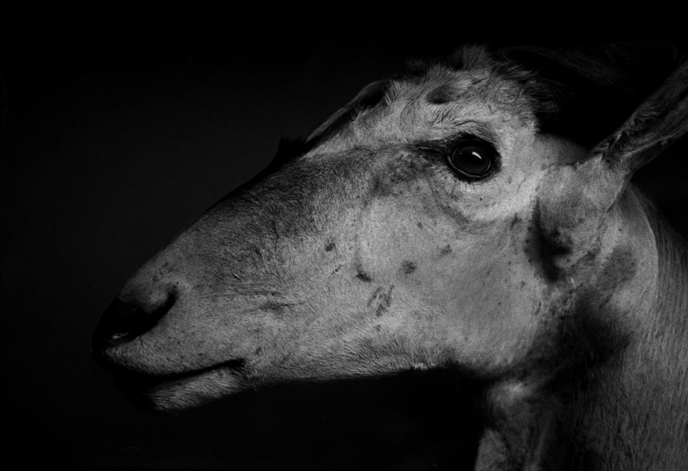 Lars Persson - How dangerous would a world become without animals ...