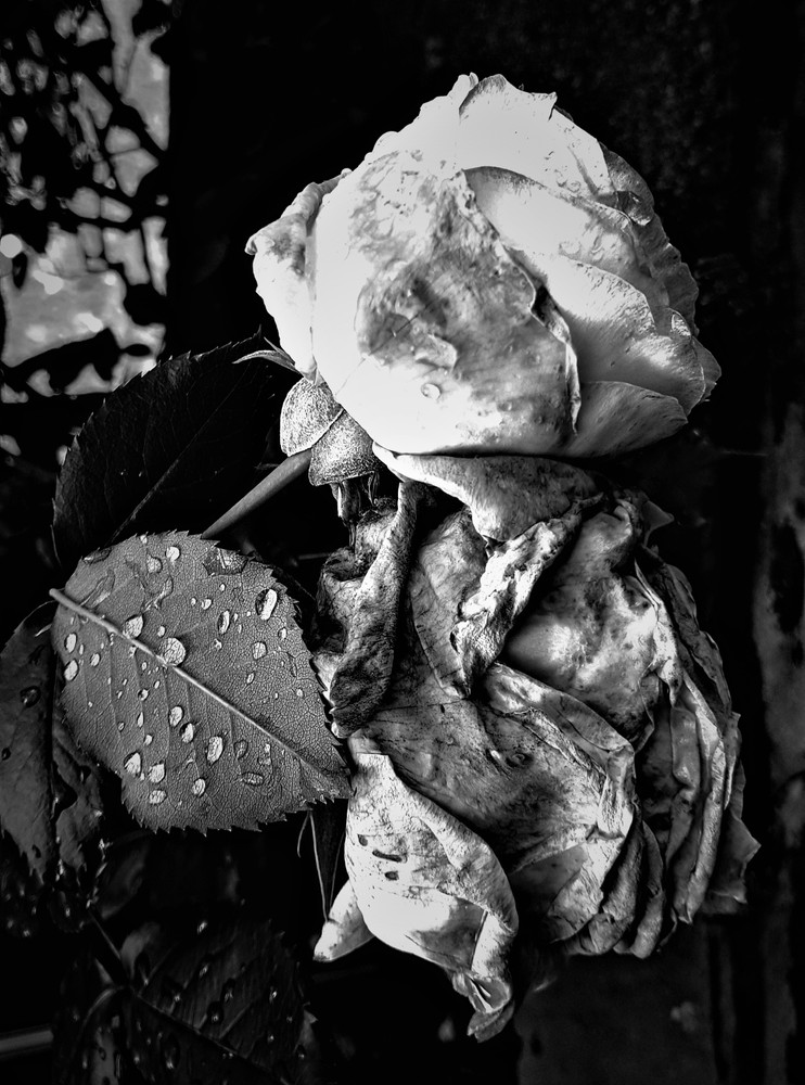 Catherine Pennington Meyer - Moments In A Life | LensCulture