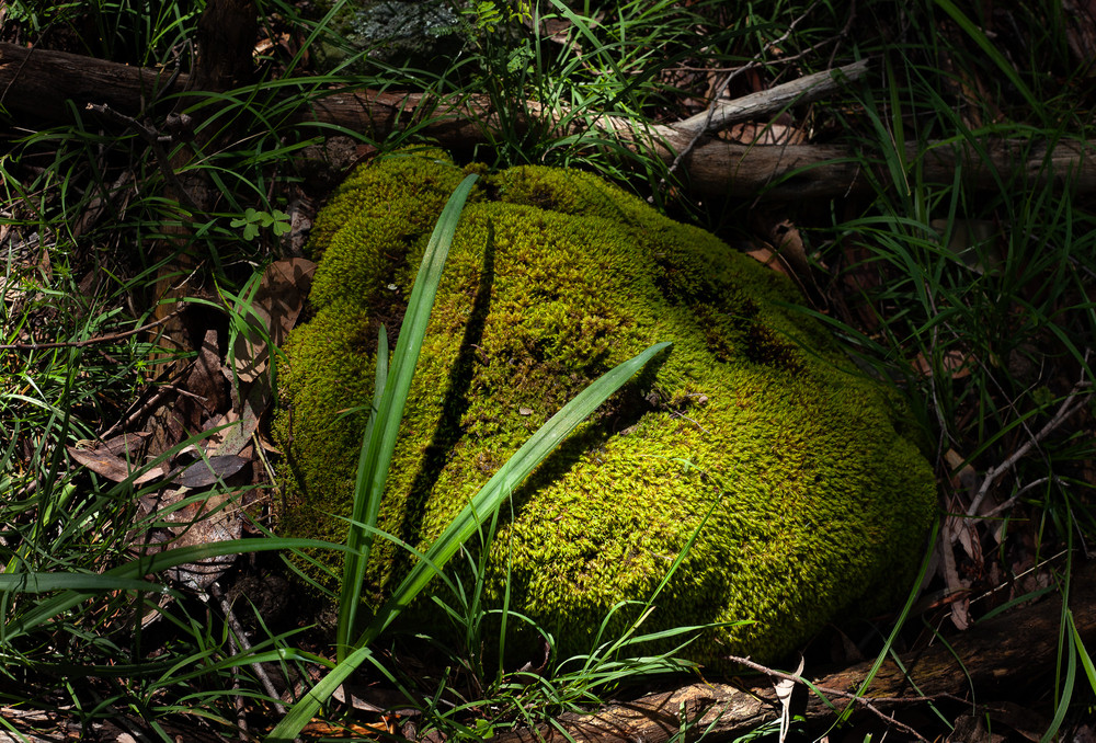Michael Flatt - Forest Language | LensCulture