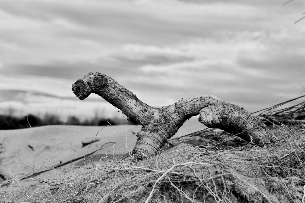 Olivier GRIFFITH - La nature humaine | LensCulture