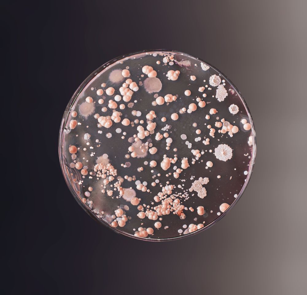 Georgia Sandy - Bacterial Veneer | LensCulture