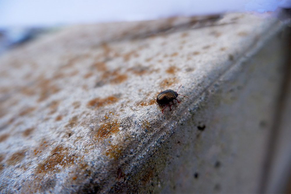 Monet Oganesian - The Variety from Monet | LensCulture