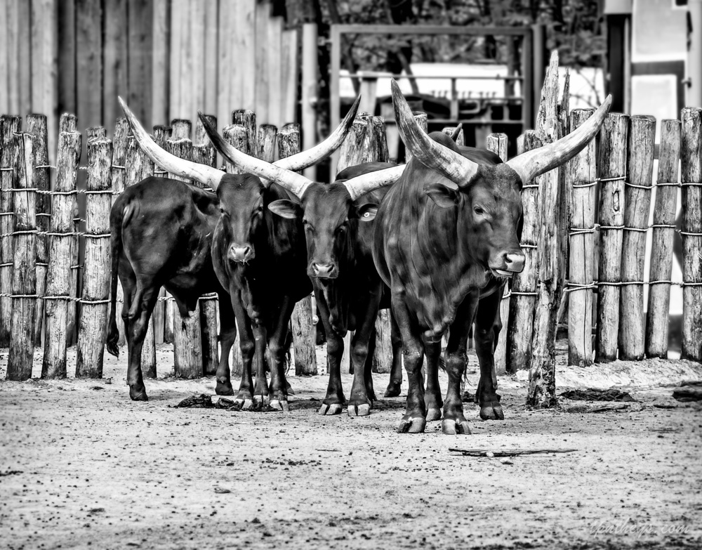 Tom Theys - Zoo Planckendael | LensCulture