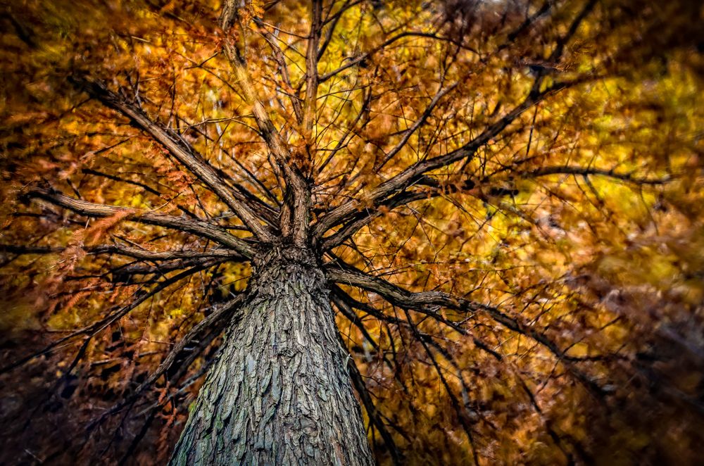 Pareidolia: Alien-Looking Tree Study (from Vibrant Night: Light ...