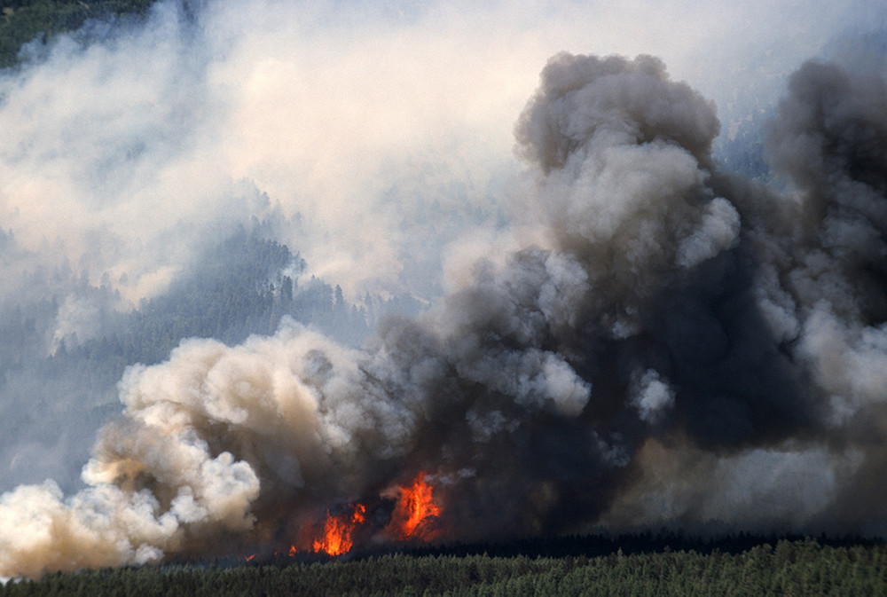 Tom Brownold - Forest Fire | LensCulture