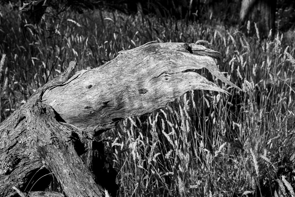 Michael Flatt - Forest language 2 | LensCulture