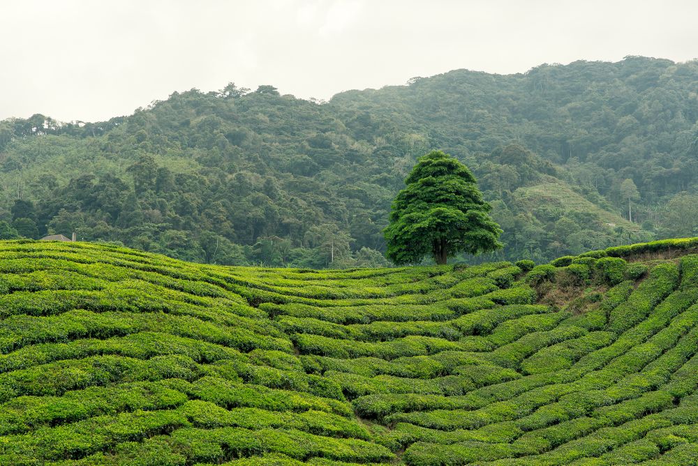 Yi Jack Yau - Untitled | LensCulture