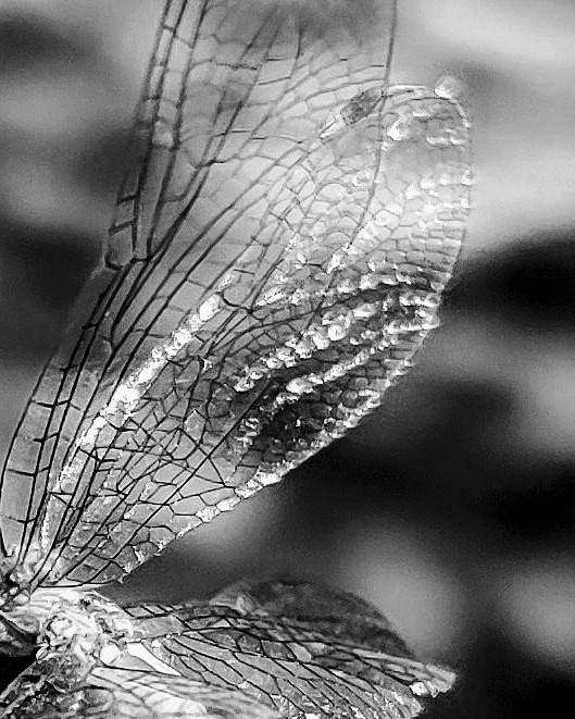 Sharon duffield - Tones of Black and white | LensCulture