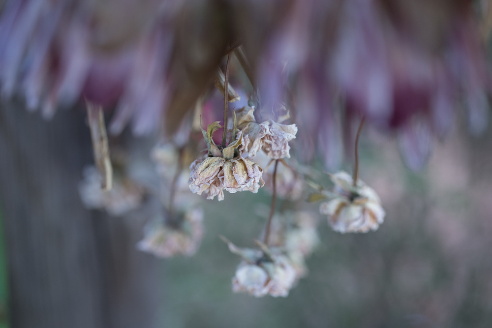 Natalie Goldsmith - Violent Flowers in memoriam of the dream of the New ...