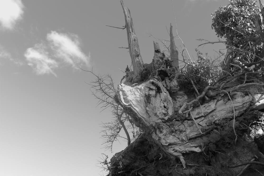 Pascal PINAULT - monstres à Madame | LensCulture