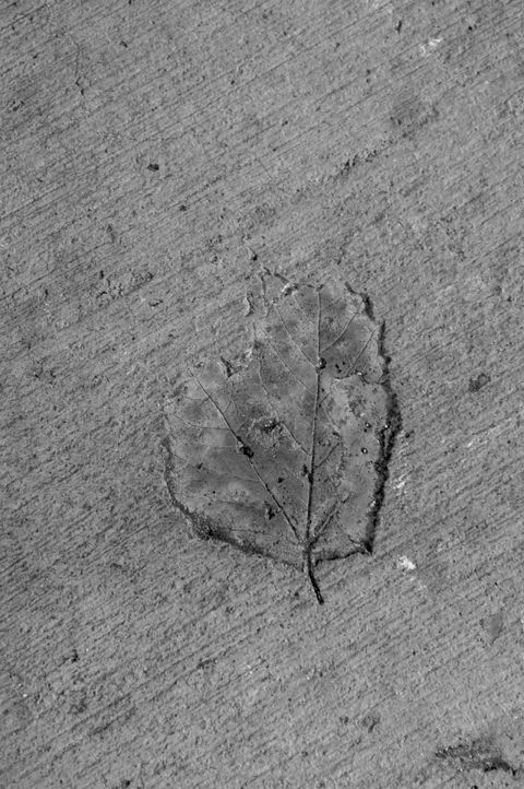 Ray Cornett - Impressions | LensCulture