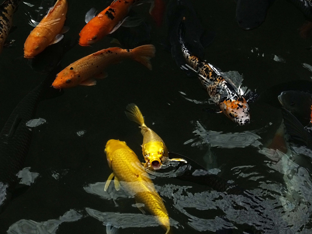 Avner Tabib - Fish pond in China. | LensCulture