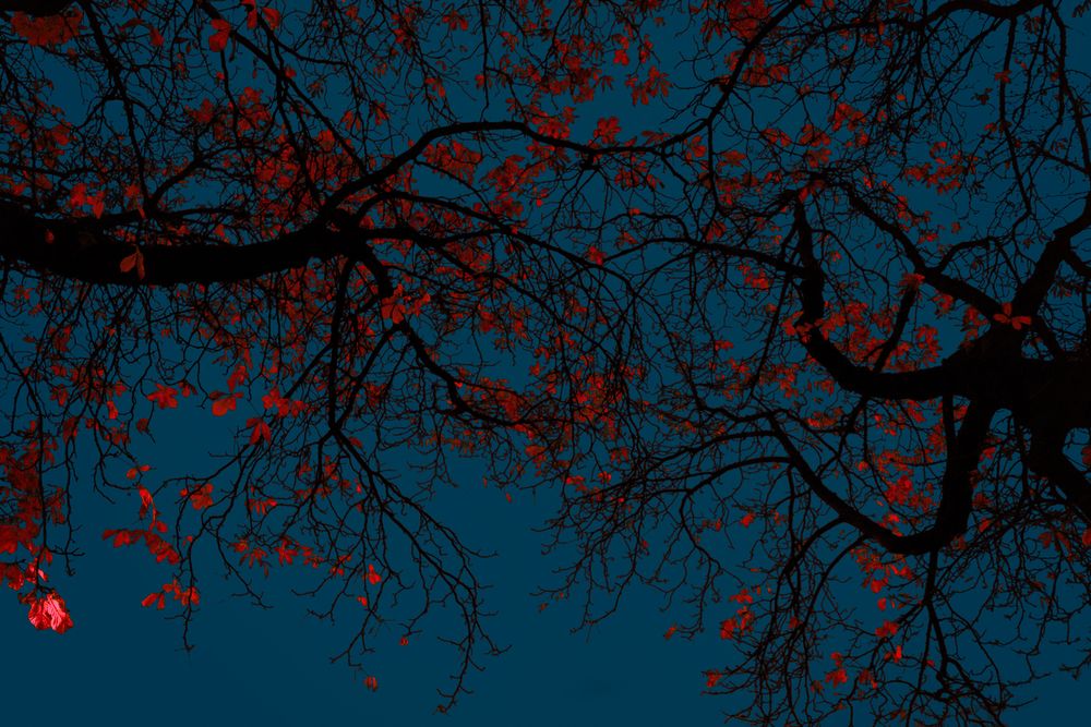 Simona Bonanno - Hamadryádes | LensCulture