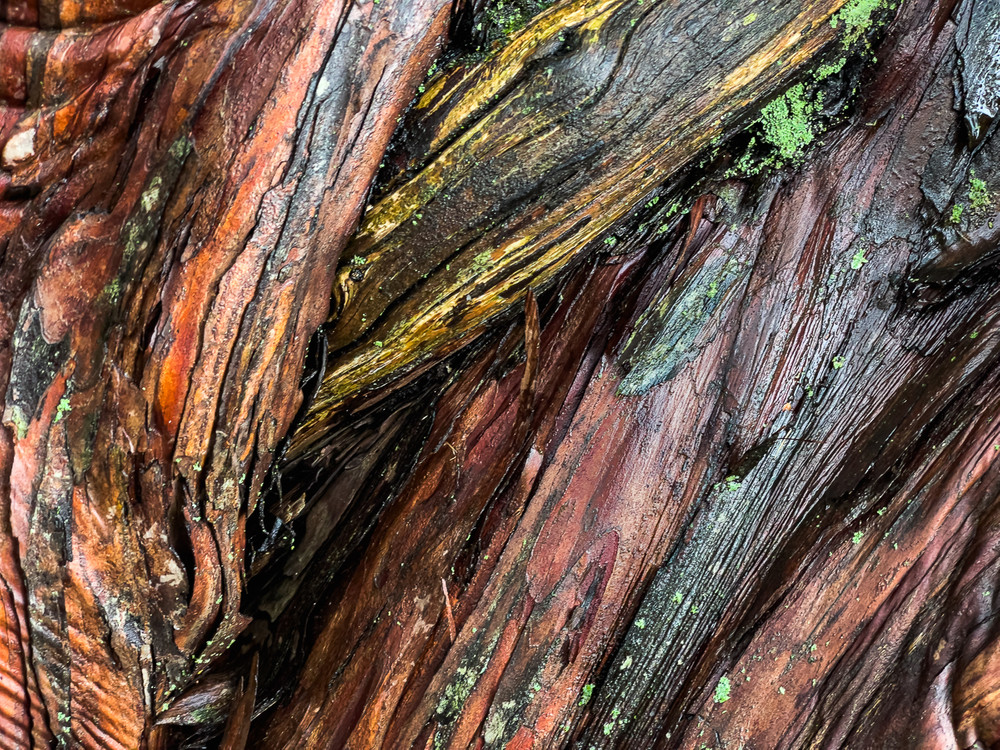 Marc Goldring - Trees: Skin Deep | LensCulture